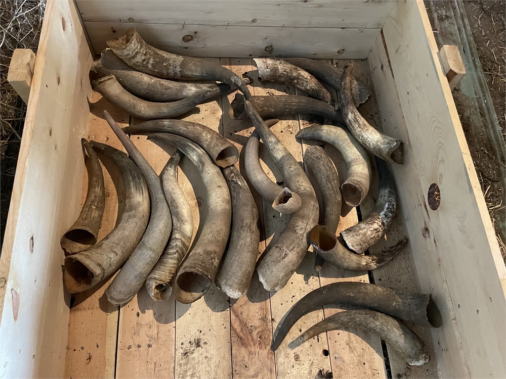 Dunkle Auction Services - Assorted Cattle Horns